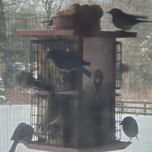 Gilwood Slot Box Bluebird House - Etsy