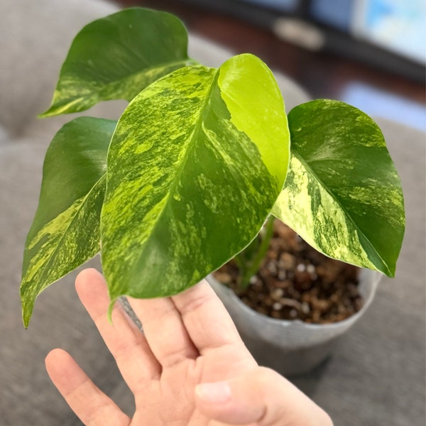 Copper Electroformed Sycamore Leaf. Copper Plated Leaf. Turning Real ...