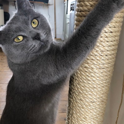 Cat Post for Wall. Modern Scratching Post for Cat. Durable - Etsy