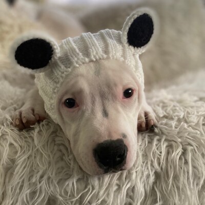 Panda Dog Snood Knit Crochet Dog Hat Easter Dog Costume Ear Warmer - Etsy