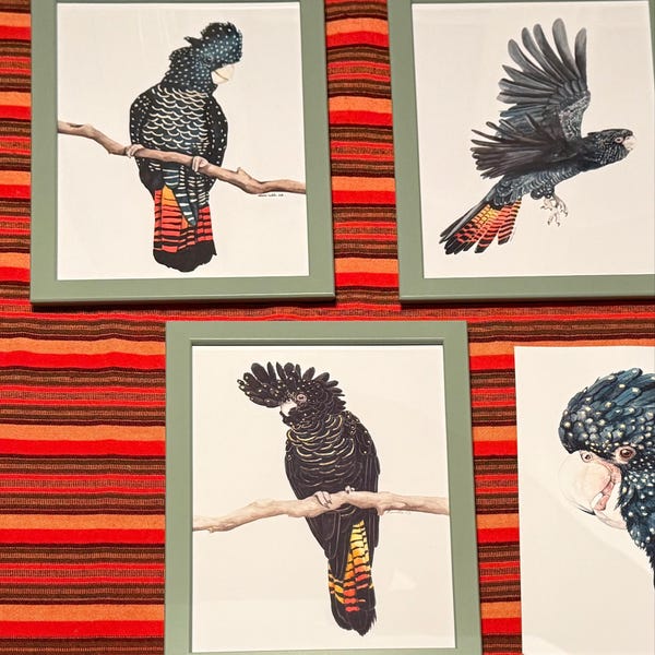 Watercolour Australian Magpie Print - Native Australian Bird Art - Etsy ...