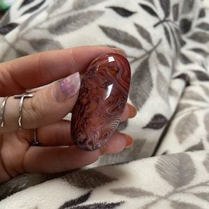 Rare 12-15 Cm Natural Large Conch Shells Natural Water Conch | Etsy