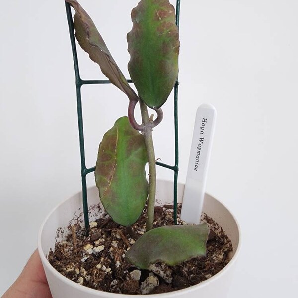 Kei Yoki African Violet Starter Plant ALL PLANTS Require You to ...