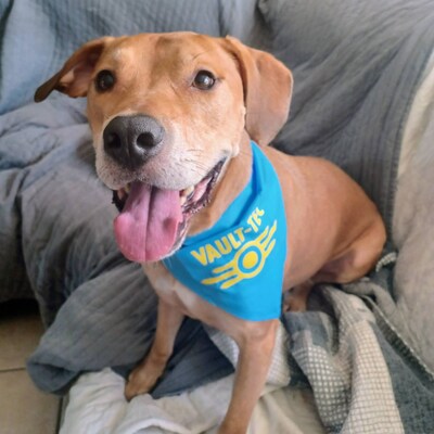 FALLOUT Dog Bandana - Etsy