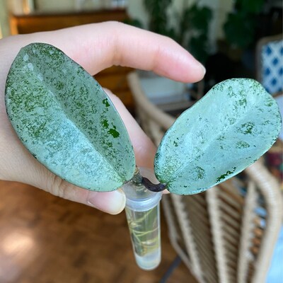 Epipremnum Cebu Blue Ghost Variegated Fresh Cut - Etsy Canada