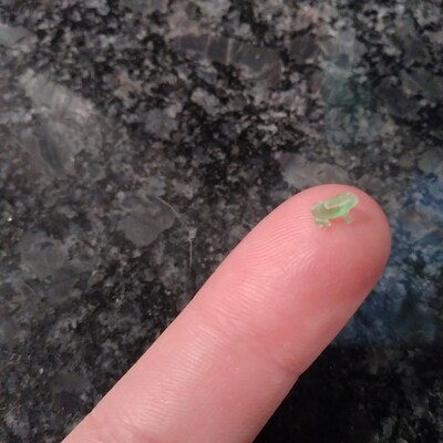 Nano Good Luck Dart Frog - Etsy