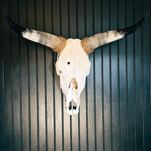 Real Steer Skull Head one Only Cow Horns 18 to 20 Wide Bull Authentic ...