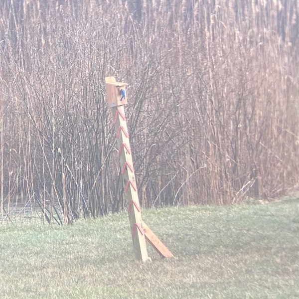 2 Cedar Bluebird Houses-hand Crafted, Rough Cut Cedar - Etsy