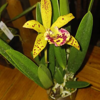 Rlc.. Sung Ya Green 'mailman' 2.5 Pot - Etsy