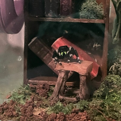 Made-to-order Wizard's Study Jumping Spider - Etsy