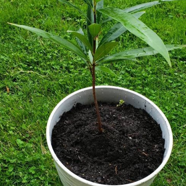 Giant Rose Apple, Poma Rosa (syzygium Jambos) Live Plant! - Etsy