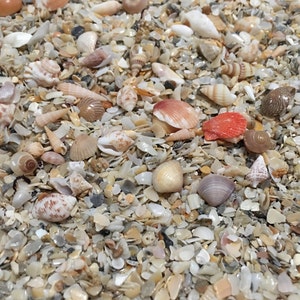 TRANSLUCENT JINGLE SEASHELLS 10-50pcs Coastal Beach | Etsy