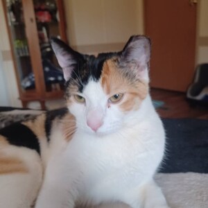 Large Pocket Pro Mini Helmet Display Case Cabinet Football NFL Mirrored ...