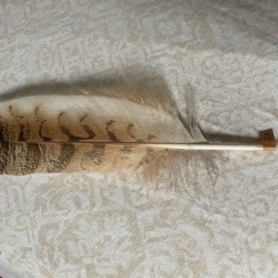 Great Argus Pheasant Primary Wing Feathers. Ethically Sourced, Cleaned ...