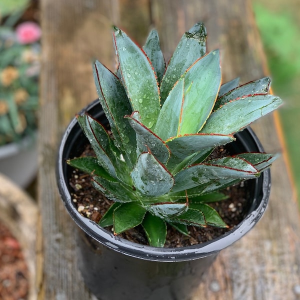 Agave 'blue Glow' 1 Gallon Pot - 5-6 Inches - Etsy