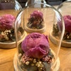 Eternal Peony Under Glass Dome SECRET GARDEN Eco Responsible Gift ...