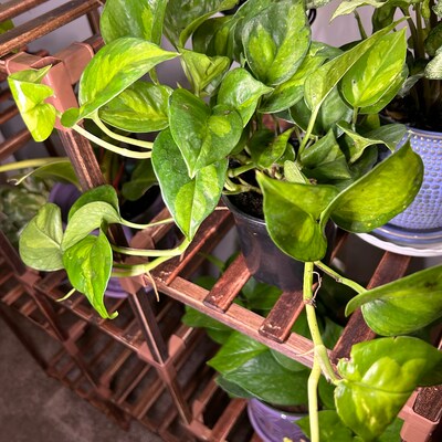 VAT Pulsar African Violet Starter Plant ALL Starter PLANTS Require You ...