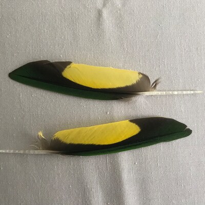Majestic Genuine Wedged Tailed Eagle Wing Feather Approved Licence ...