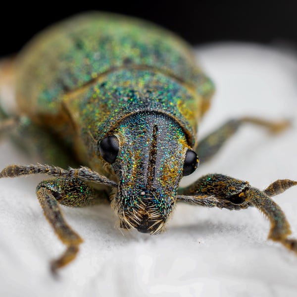 PAIR Phyllium Pulchrifolium malefemale, Real Walking Leaf Stick Bug ...
