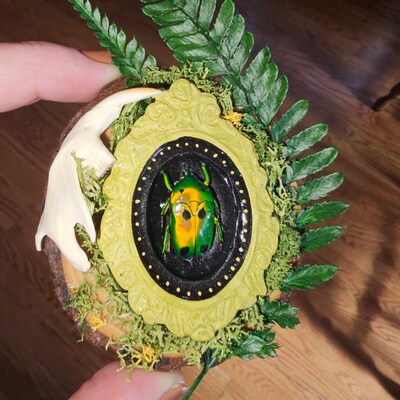 Deer Dew Claw Knuckle Bones for 8 Lot Knuckle Bones - Etsy