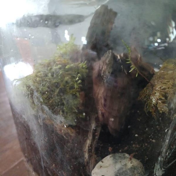 Badge Moss Plagiomnium Insigne Terrarium Glass Jar Vial Mini Forest ...