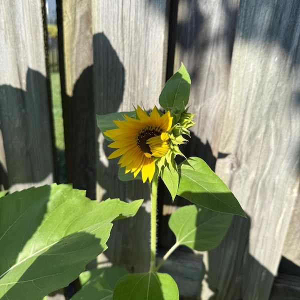 50pcs Pink Pooh Sunflower Seeds | Unique Pink Blooms | Non-gmo ...