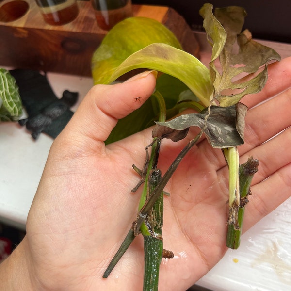 Rare Varigated String of Pearls | String of Hearts | String of Spades ...