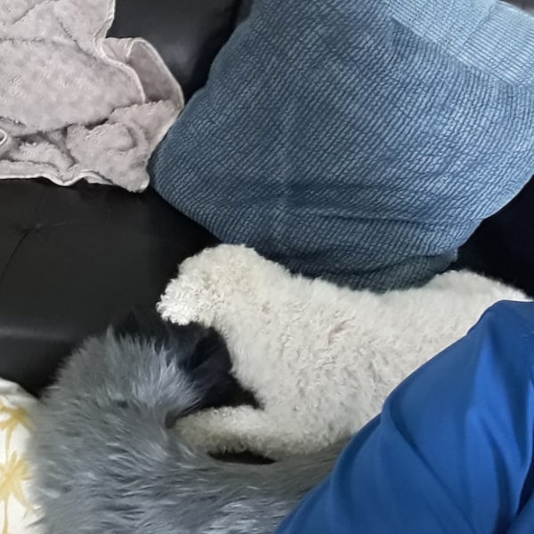 CUSTOM: Cat/feline Fursuit Tail -with Curve- - Etsy