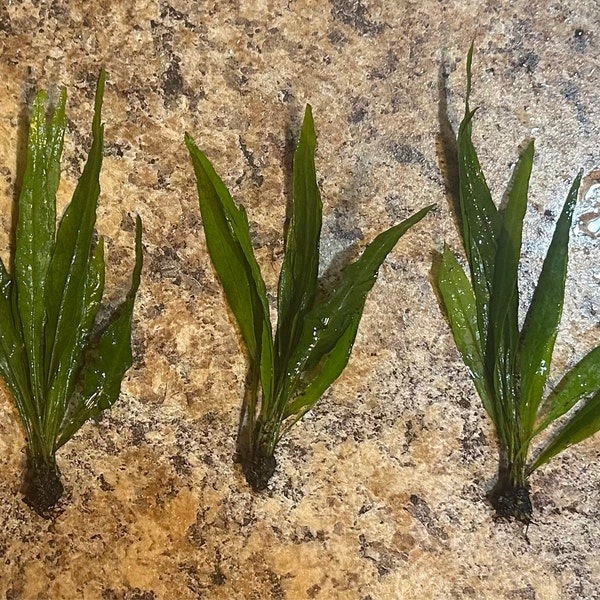 Java Fern Narrow-leaf (microsorum Pteropus 'narrow') - BUY3GET1FREE ...