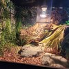 40 Gallon Red Rock Desert Background Petbackdrops - Aquarium Background ...