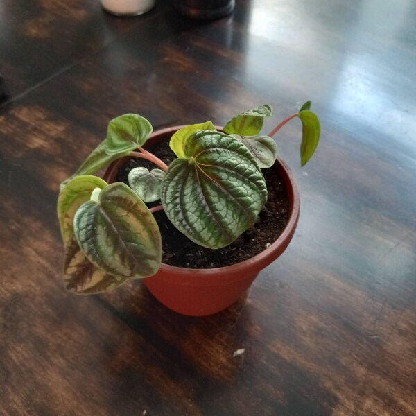 Peperomia Dragon Skin Starter Plant (ALL STARTER PLANTS Require You to ...