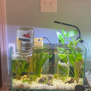 Inverted Betta Tank Holder, Panoramic View for Betta Fish, 360 View for ...