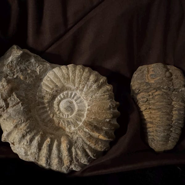 Large Raw Ammonite Fossil – 250 Million Year Old Cephalopod. 3-5” - Etsy