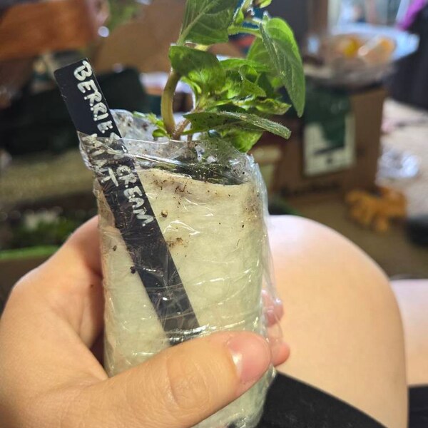 Basil, Everleaf Emerald Towers, Ocinum Basilicum, 50 Organic Seeds ...