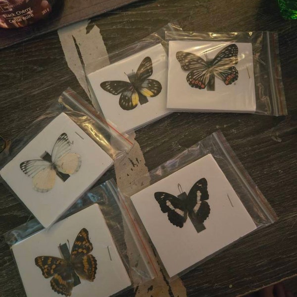 Natural Various Types Skull DIY Specimen Teaching Model - Etsy