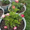 Rose “ausbite” English Climbing Rose Plant Ownroot - Etsy