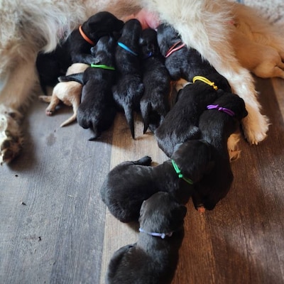 Sets of 10 15 20 Puppy Whelping Collars Paracord Puppy ID - Etsy