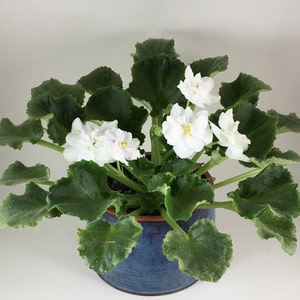 African Violet Live Plant michigan Bright Pink Sparkly Flowers Against ...