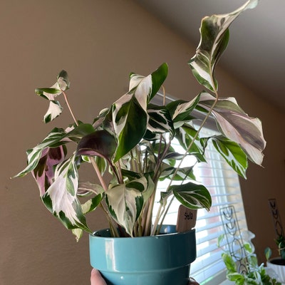 Calathea Assortment Set, 4 Inch Pots, Set of 3, Prayer Plant Variety ...