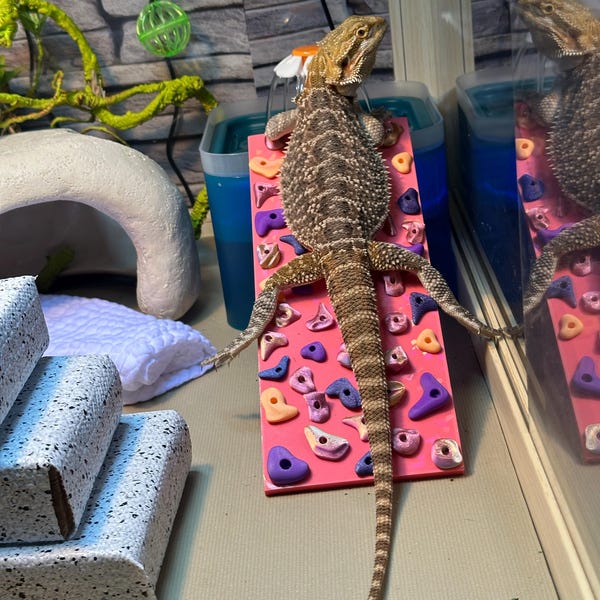 8x8 3D Printed Climbing Wall PANEL for Bearded Dragons & Other Reptiles ...