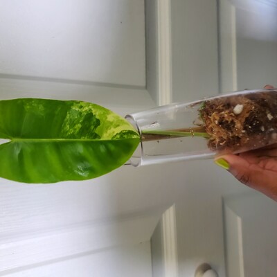 Highly Variegated Monstera Albo Cutting White Monstera Albo SAME Plant ...