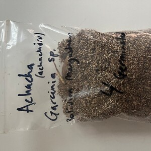 Marang Seeds Terap Artocarpus Odoratissimus Tropical Fruit Tree Seeds ...