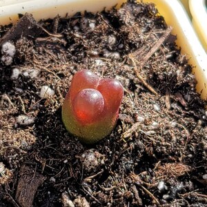 SEEDS Lithops Julii 10seeds 'red Flare' C259 - Etsy