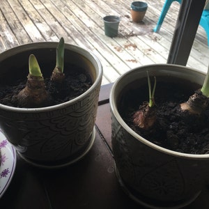 10 Rare Slipper Flower Fascination Flower Seeds EW91001-3 - Etsy