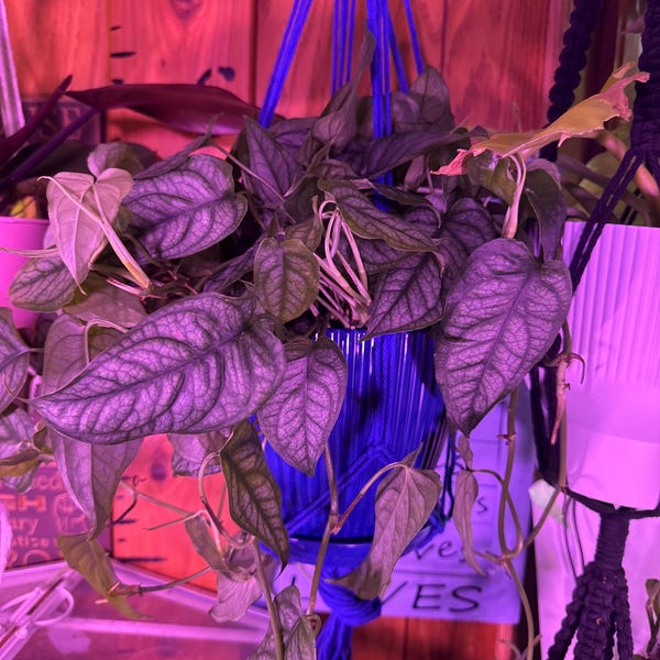 Scindapsus Silver Cloud - Etsy