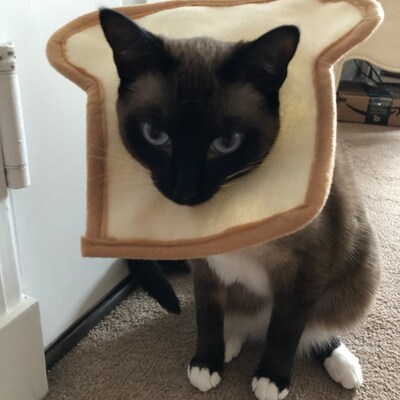 Bread Cat Costume for Cats - Etsy