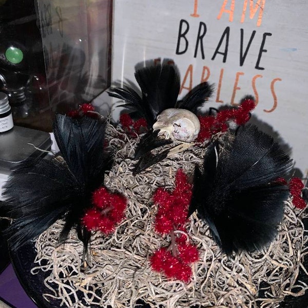 10 Crow Skull Real Natural Rook Skull Raven Corvid Taxidermy Gothic ...