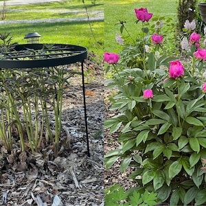 Peony Flower Stakes, Flower Support Rings - Etsy