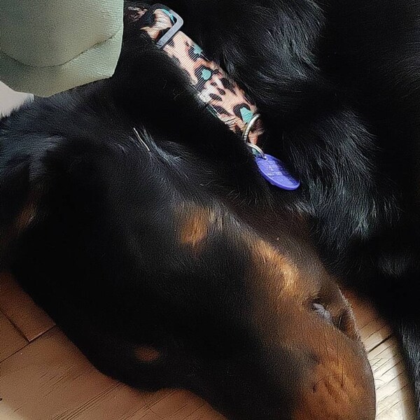 Saint Patrick's Day Shamrocks Dog Collar, Leash, or Matched Set....also ...