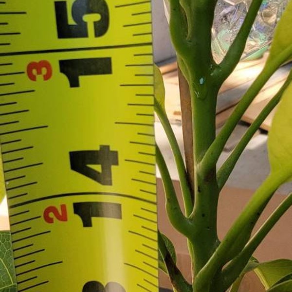 Rosigold Dwarf Mango Tree Grafted - Etsy